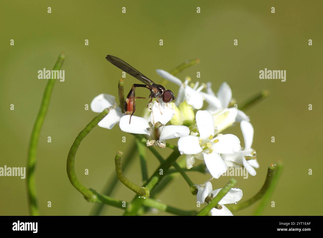 Close up tiny, female hoverfly Baccha elongata. Family syrphidae. On ...
