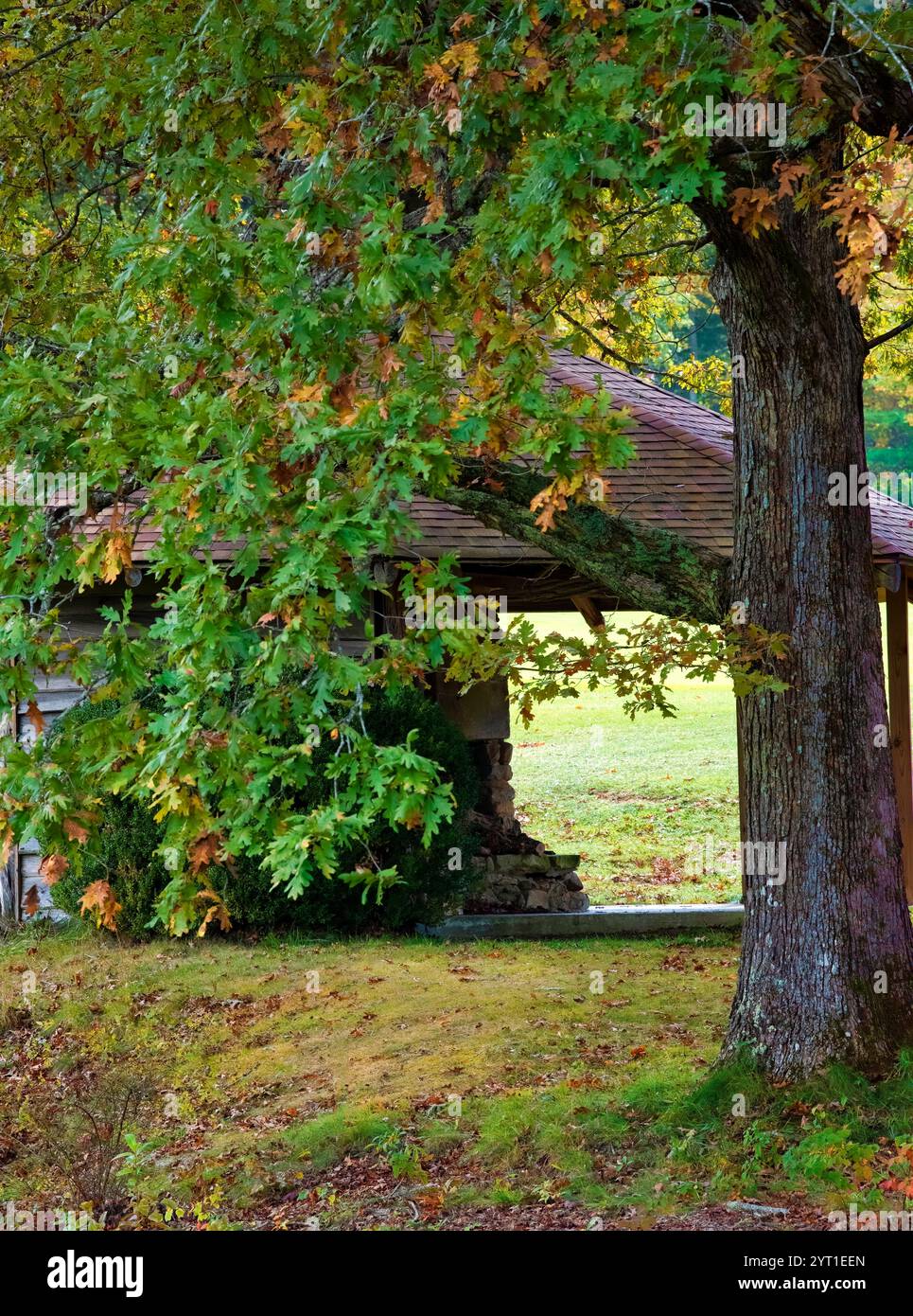 Arching green leaves hi-res stock photography and images - Alamy
