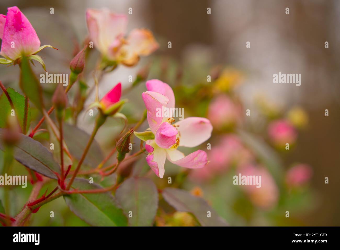 The last pink flowers of autumn Stock Photo - Alamy