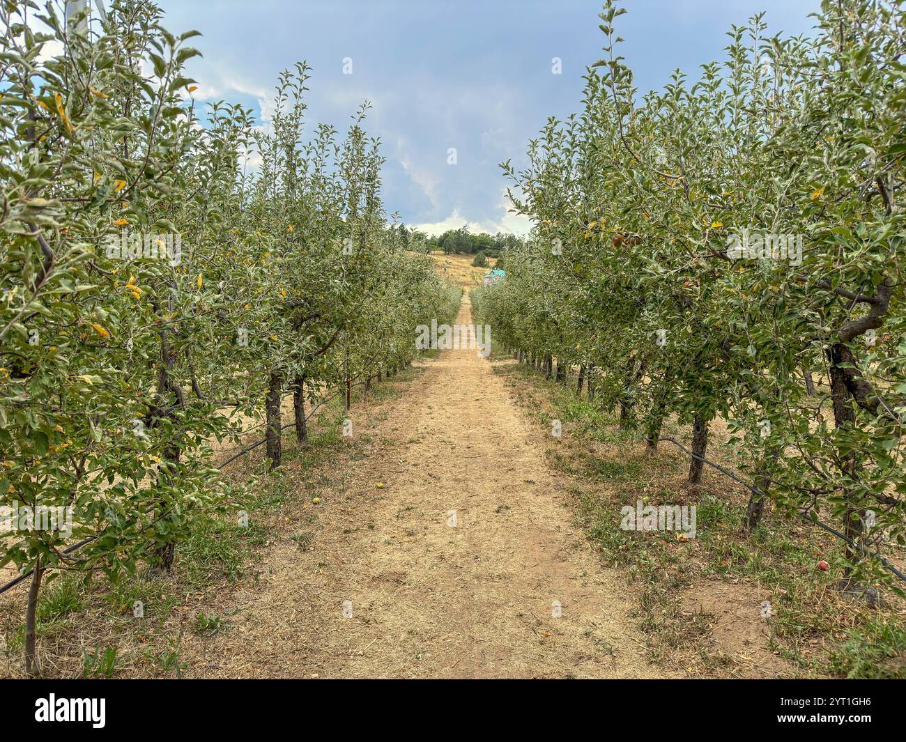 Apple orchard, rows of apple trees full of fruit ready for picking ...