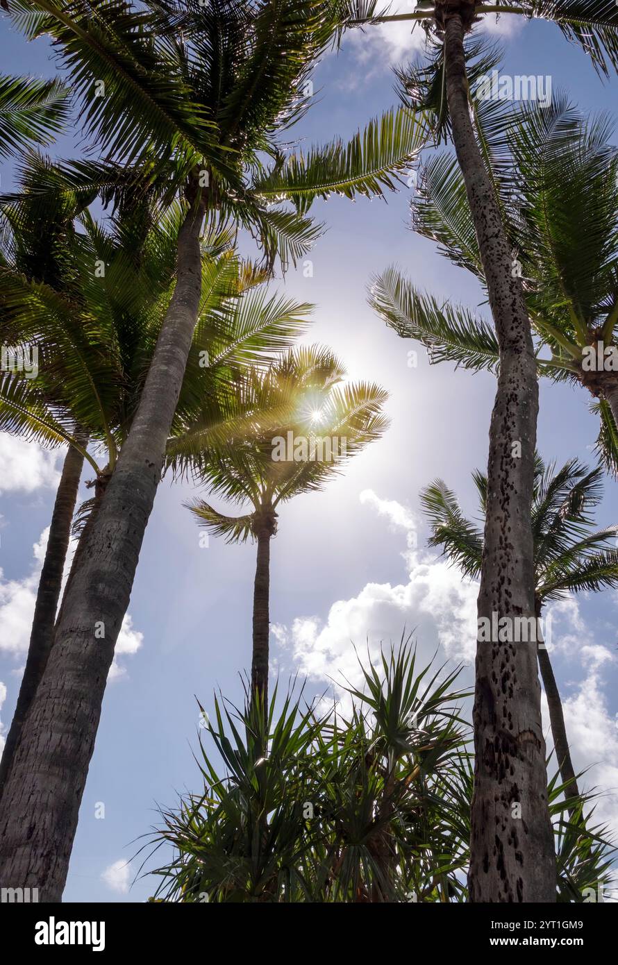 Blue sky through trees hi-res stock photography and images - Alamy