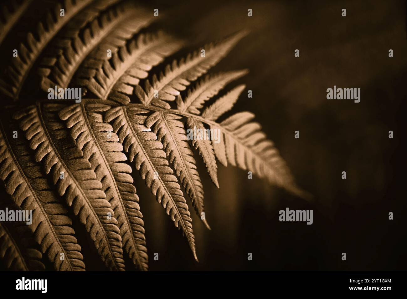 Close-up of fern foliage highlighting natural textures and earthy tones ...