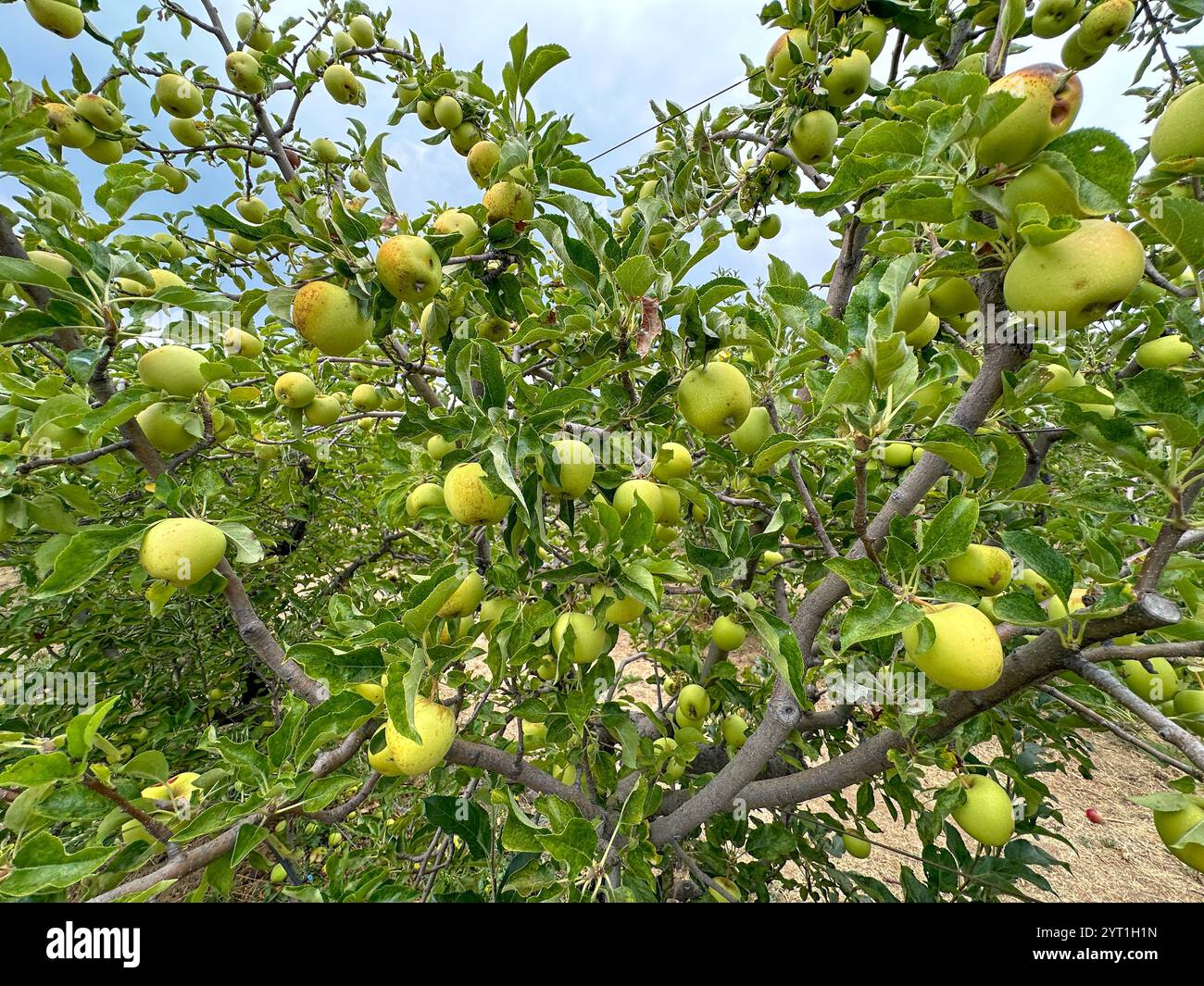 Apple orchard, rows of apple trees full of fruit ready for picking ...