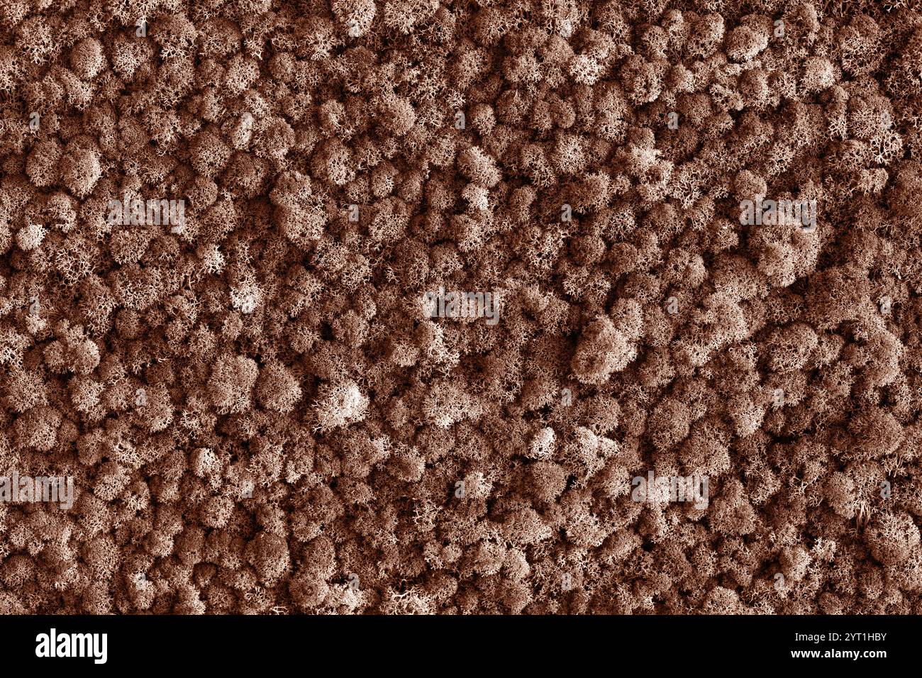 Abstract moss background, decorative moss for interior decoration ...