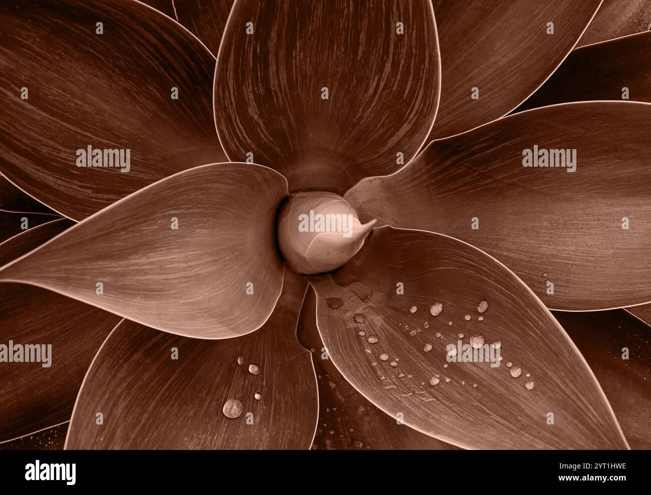 Mocha Mousse - color of year 2025. Closeup Agave plant flower Stock ...