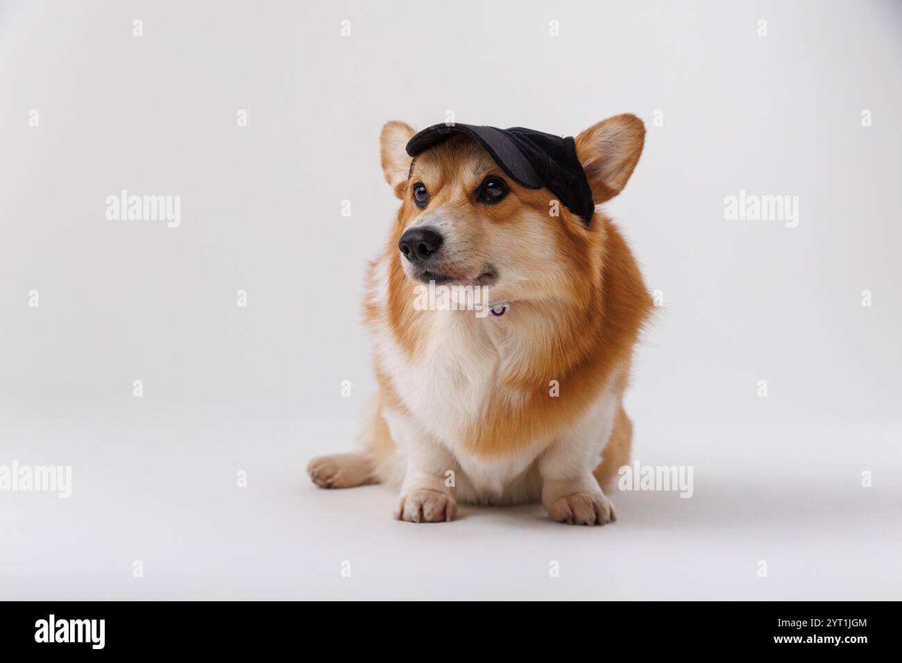 Petmodel hi-res stock photography and images - Alamy