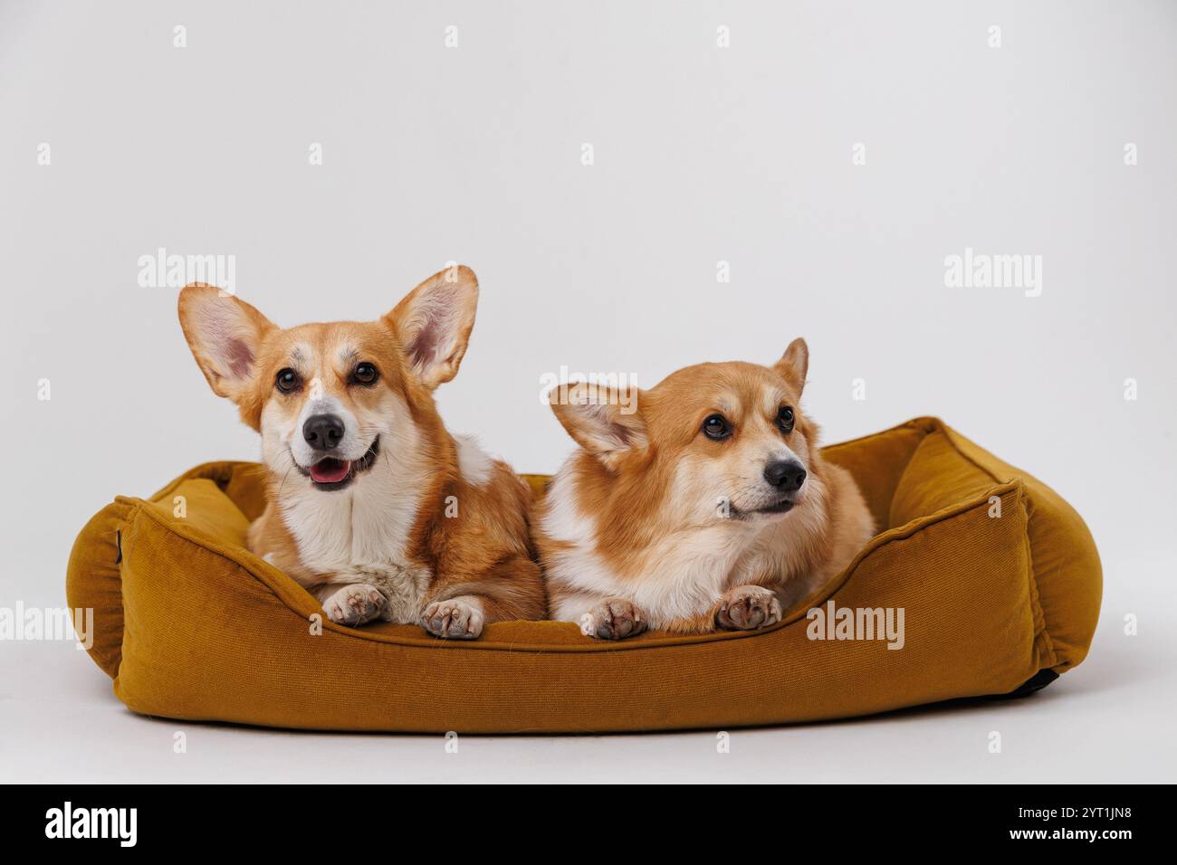 Dogsociety hi-res stock photography and images - Alamy