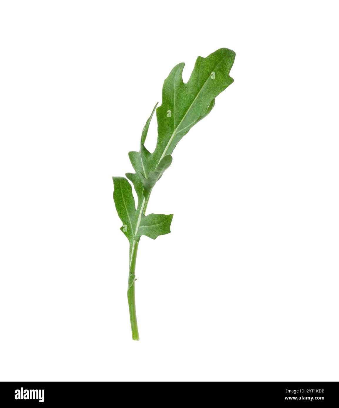 One fresh arugula leaf isolated on white Stock Photo - Alamy