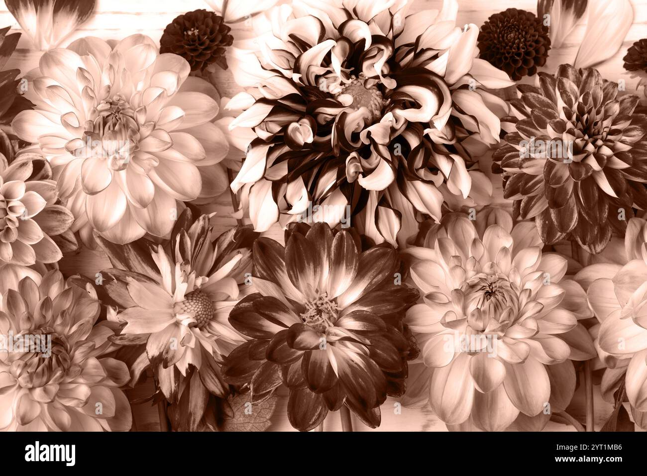 Abstract background of flowers dahlias. Trendy color palette sample ...