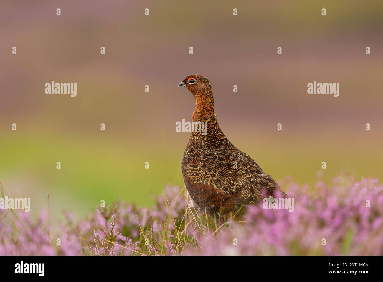 Red Grouse male, facing left in purple heather on managed grouse ...