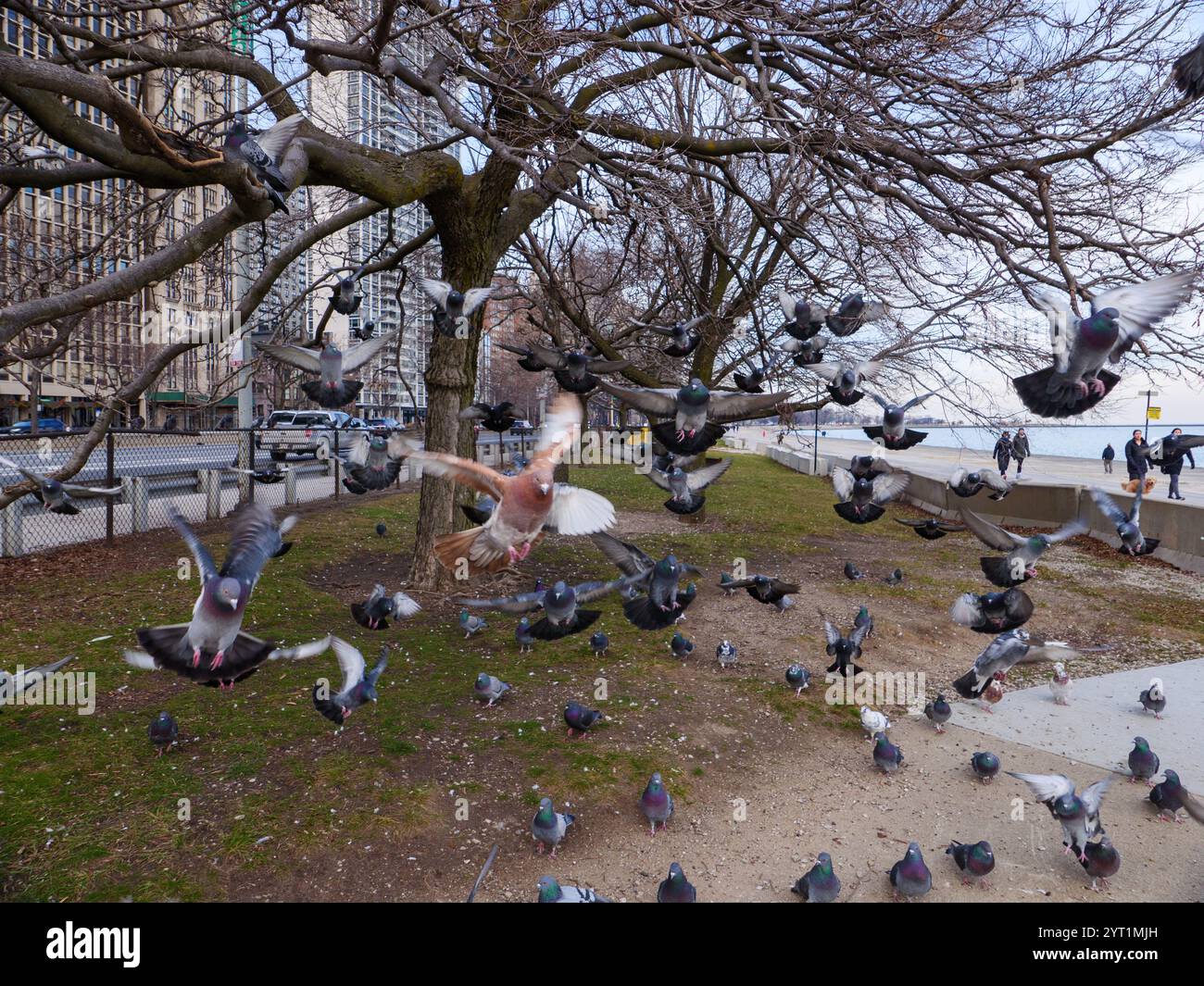 Flock of pigeons in flight. Chicago, Illinois Stock Photo - Alamy