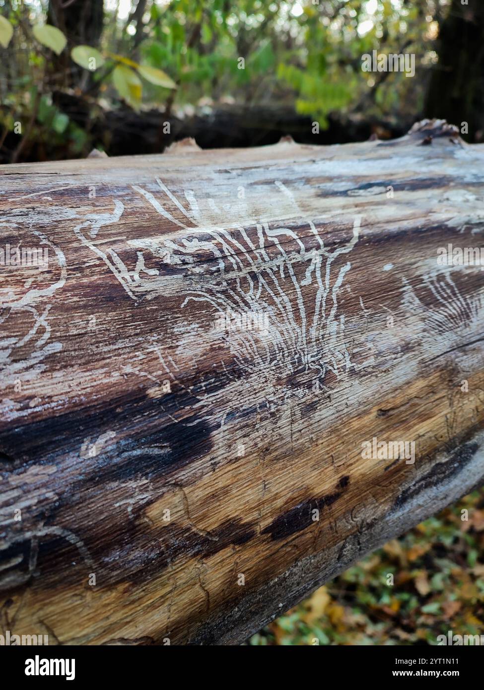 Bark beetle tracks on tree log, bark beetles patterns, fungal infection killing trees, mycelium ...