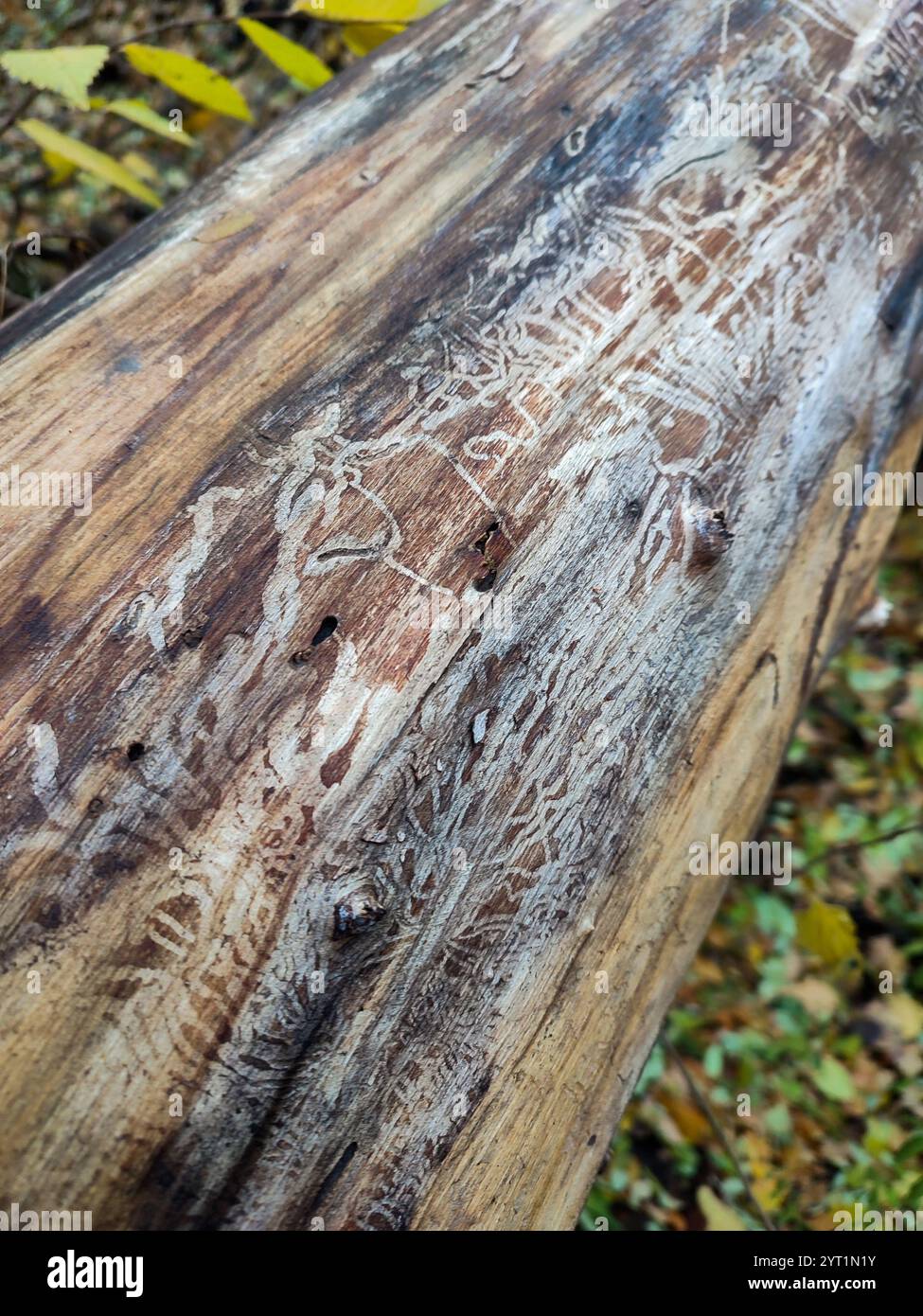 Bark beetle tracks on tree log, bark beetles patterns, fungal infection killing trees, mycelium ...