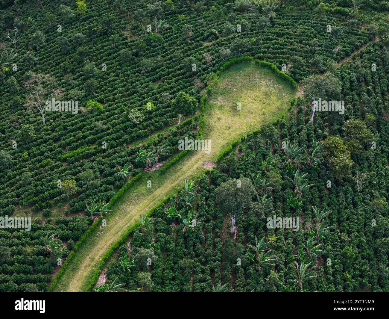 Coffee agriculture plantation aerial drone view with tree rows Stock ...