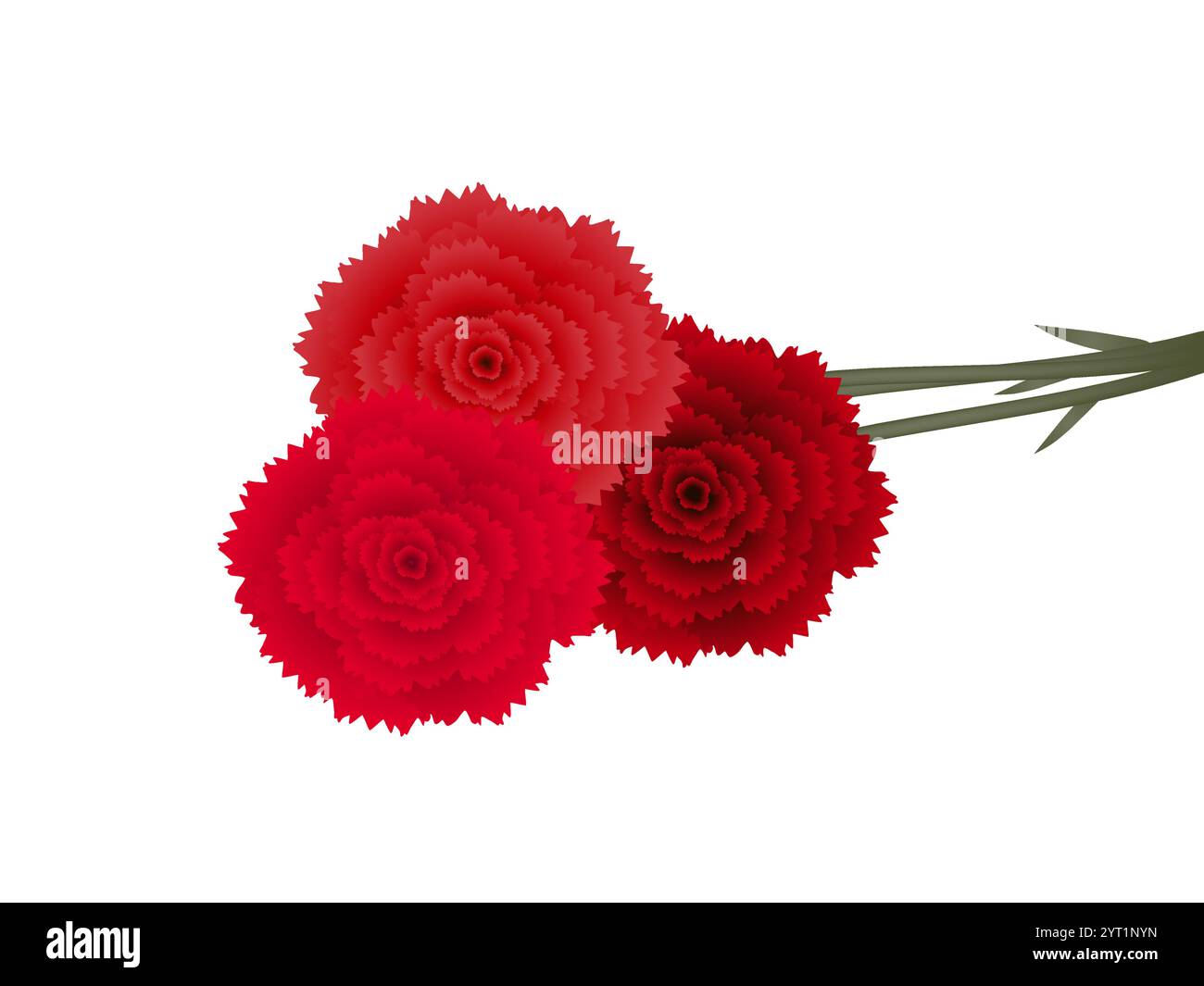 Carnation drawing hi-res stock photography and images - Alamy