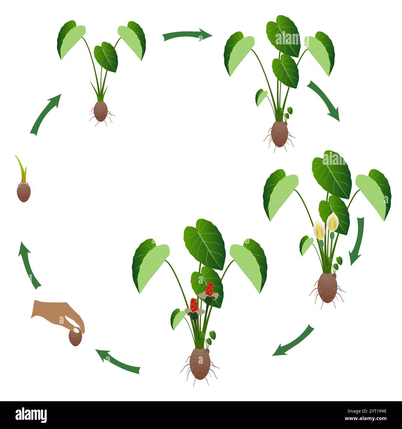 Life cycle of taro plant on a white background Stock Vector Image & Art ...