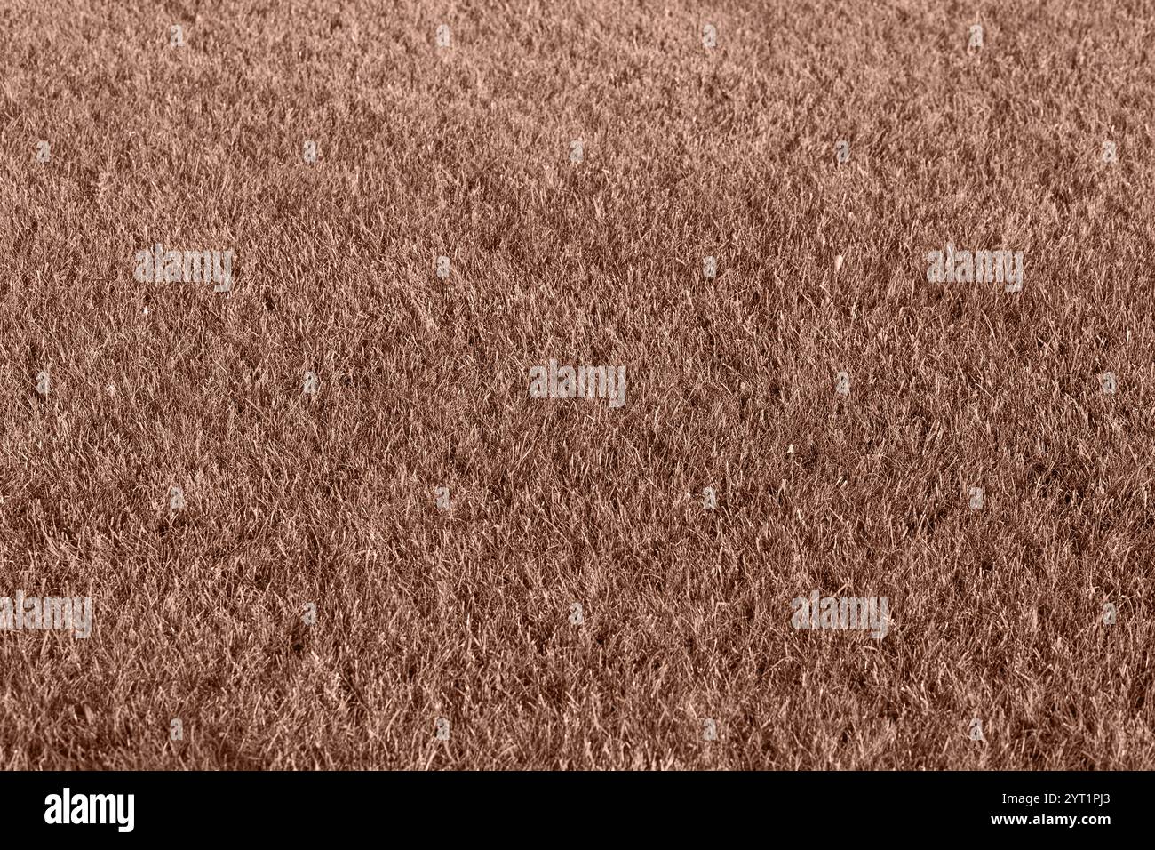Abstract lawn background. Demonstrating the colors of 2025 - Mocha ...