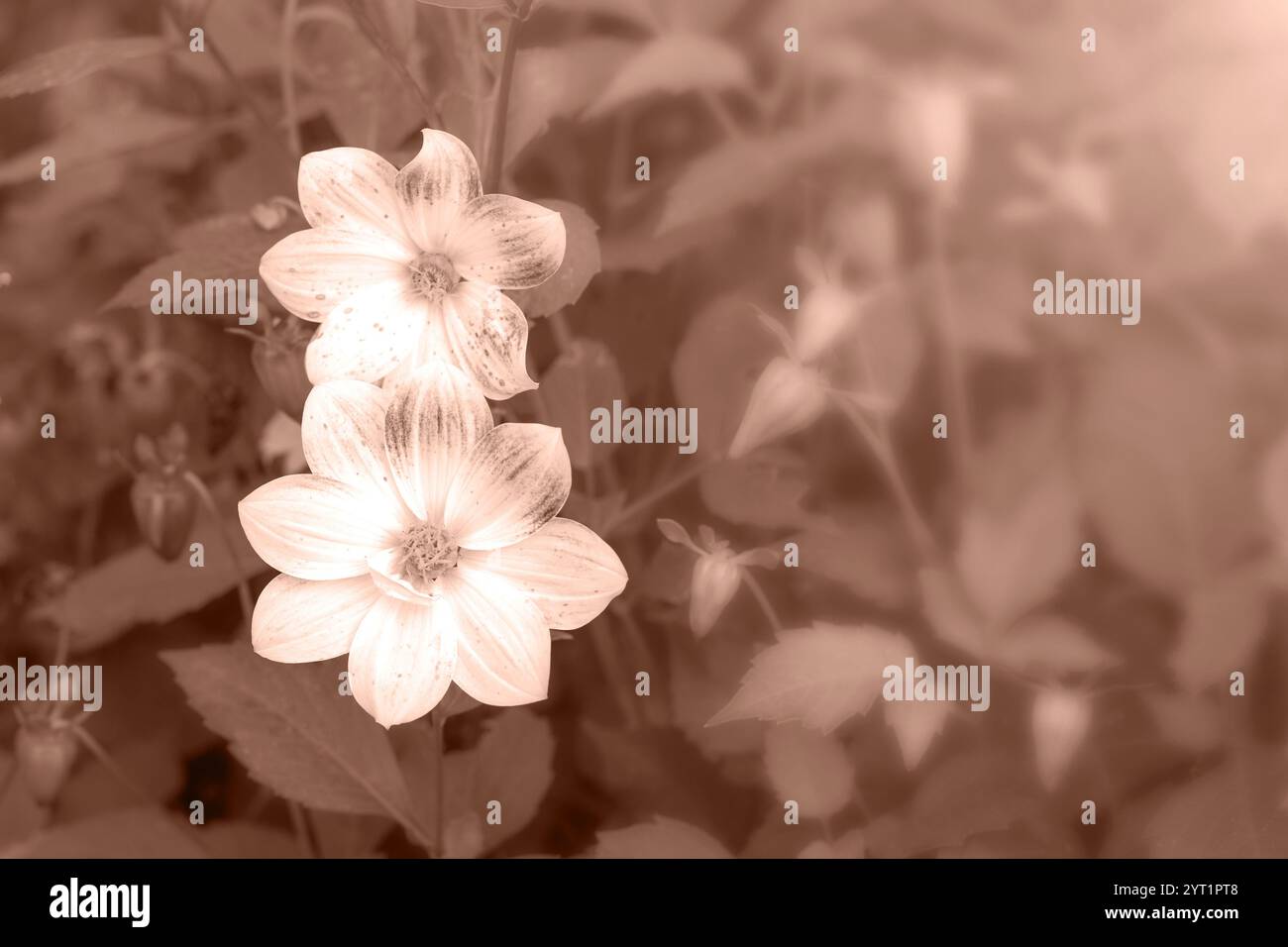 Flowers of dahlia in the garden. Demonstrating the colors of 2025 ...