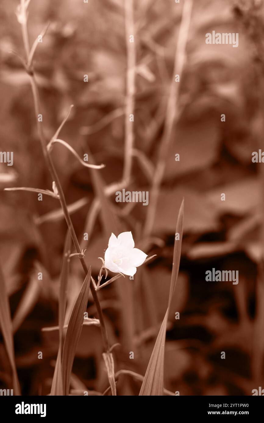 Bluebell flowers in the garden. Demonstrating the colors of 2025 ...