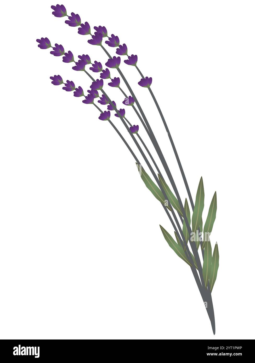 Big lavender garden Stock Vector Images - Alamy