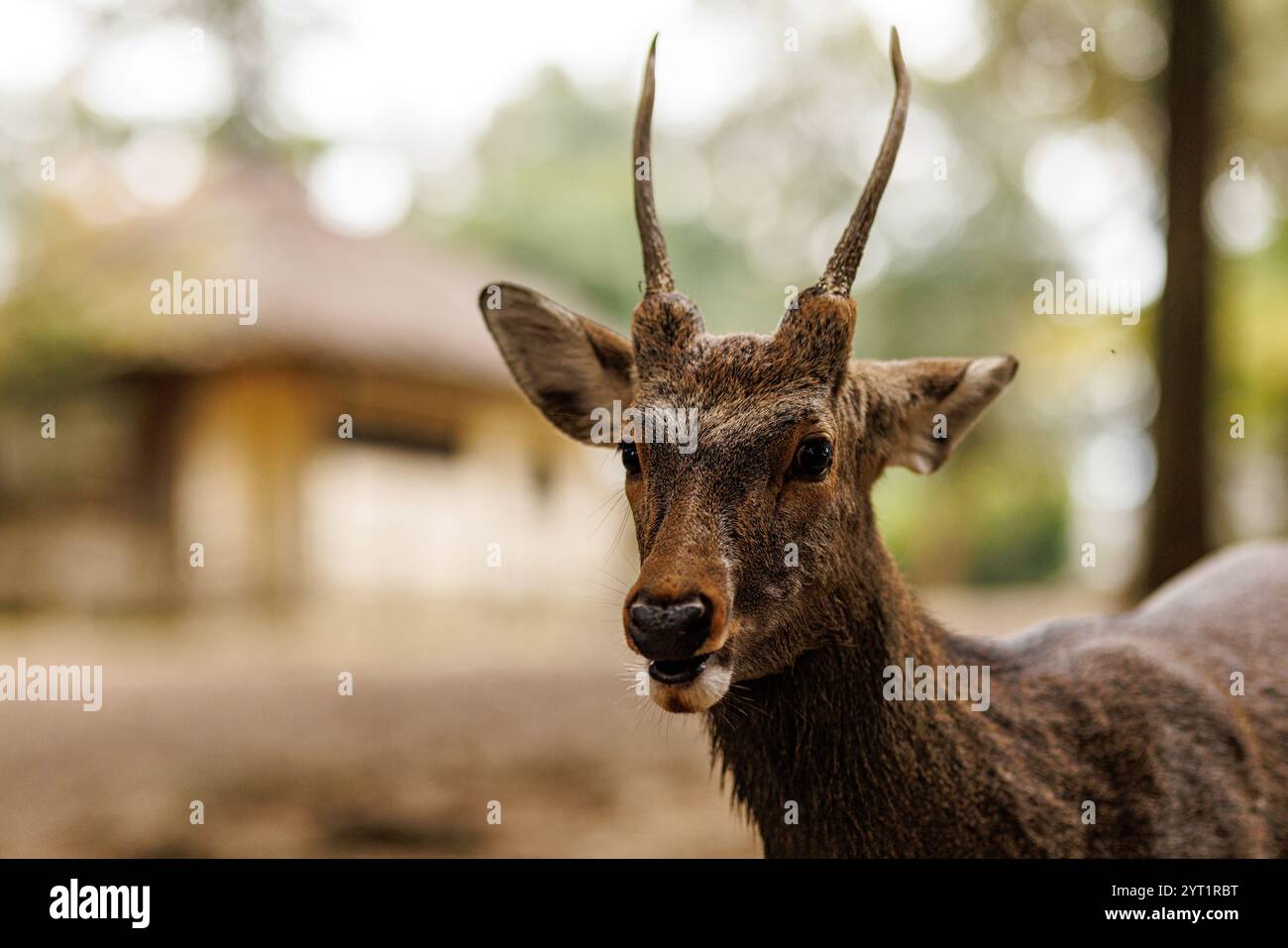 A stunning closeup of a majestic deer, proudly showcasing its ...