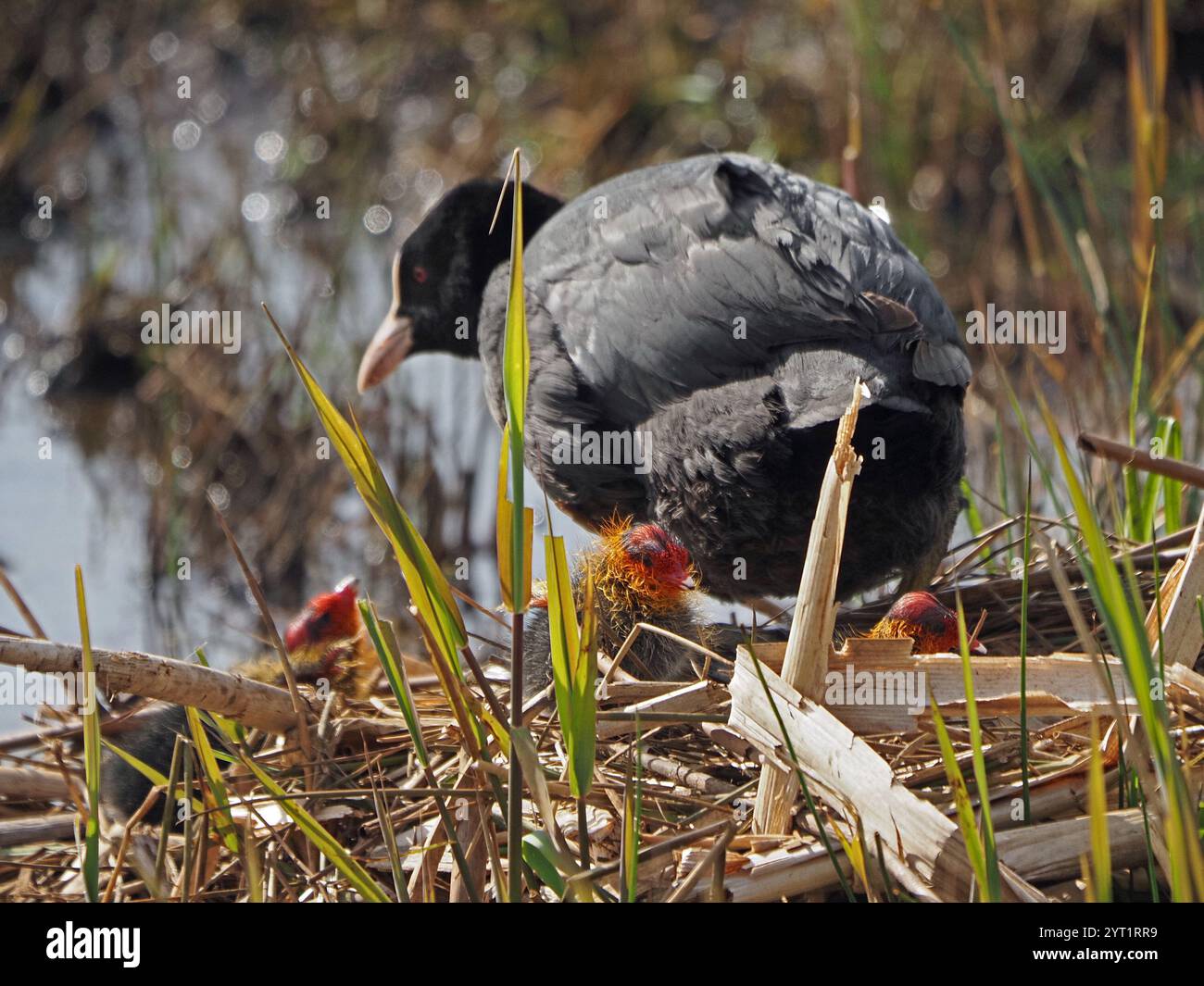 Eurasian Coot (Fulica atra) with red eye, white beak & frontal shield ...