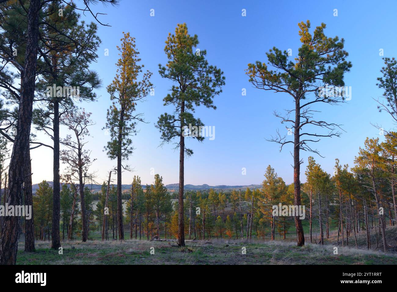 National Forest near Lame Deer, Montana, USA Stock Photo - Alamy