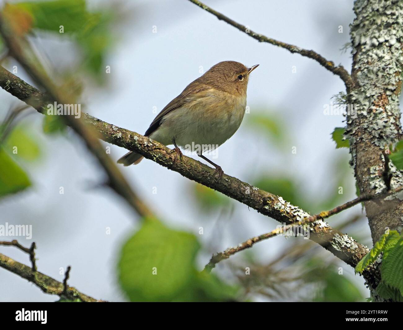 Wood warbler uk hi-res stock photography and images - Alamy