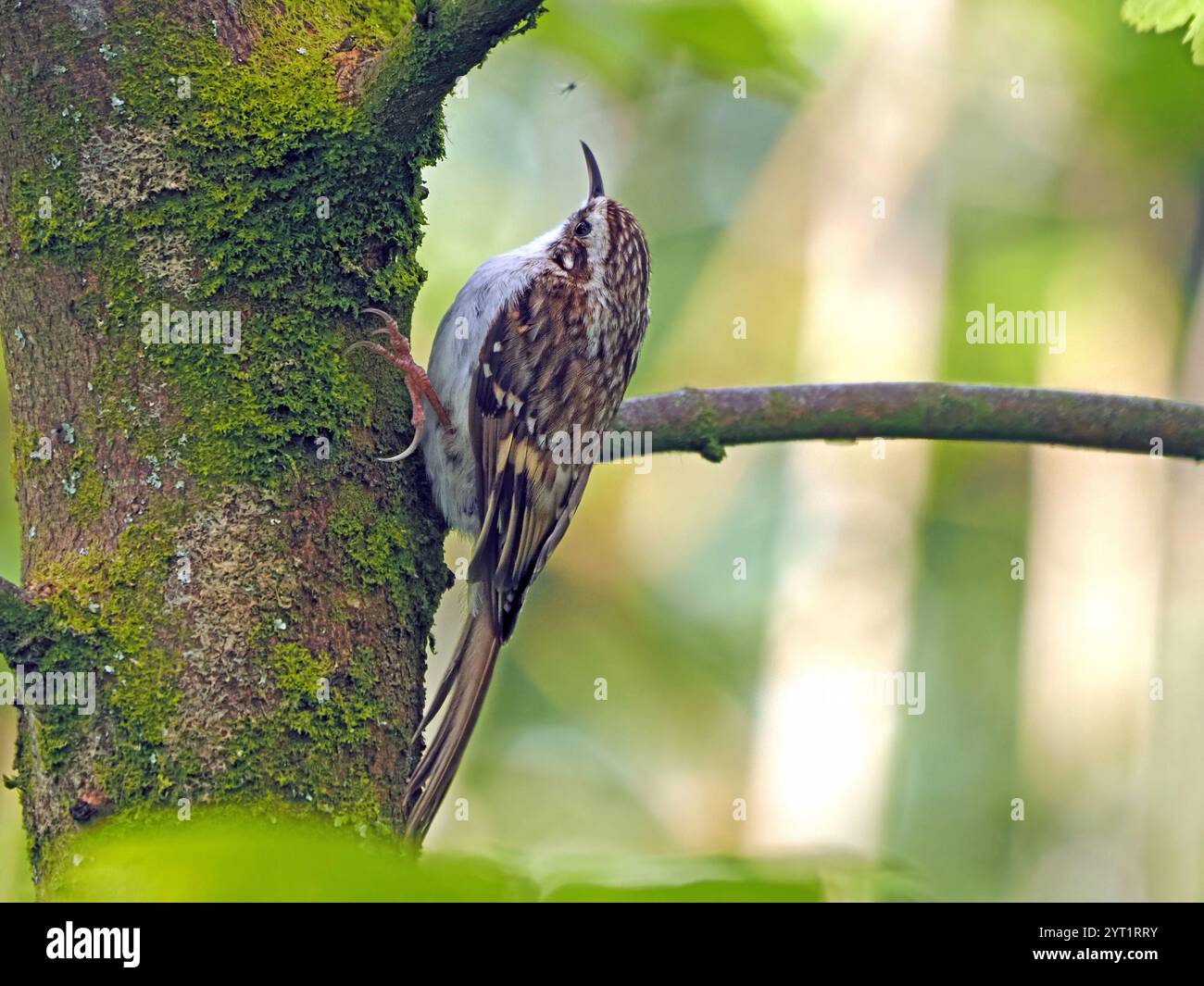Tree creeper (Certhia familiaris) with cryptic,plumage on tree trunk ...