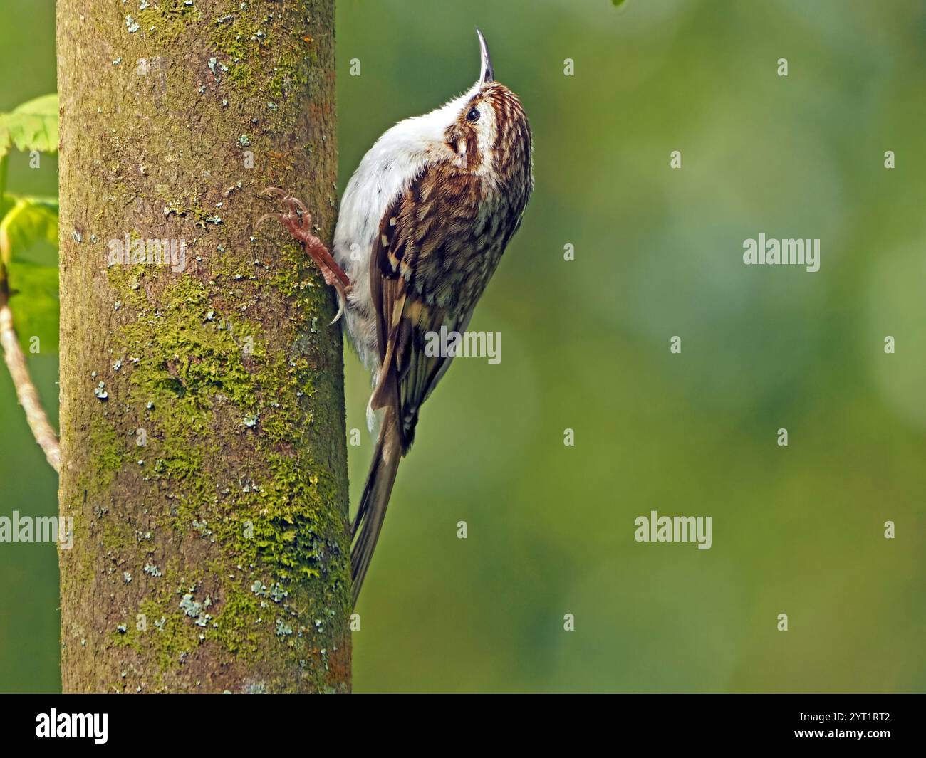 Tree creeper (Certhia familiaris) with cryptic,plumage on tree trunk ...