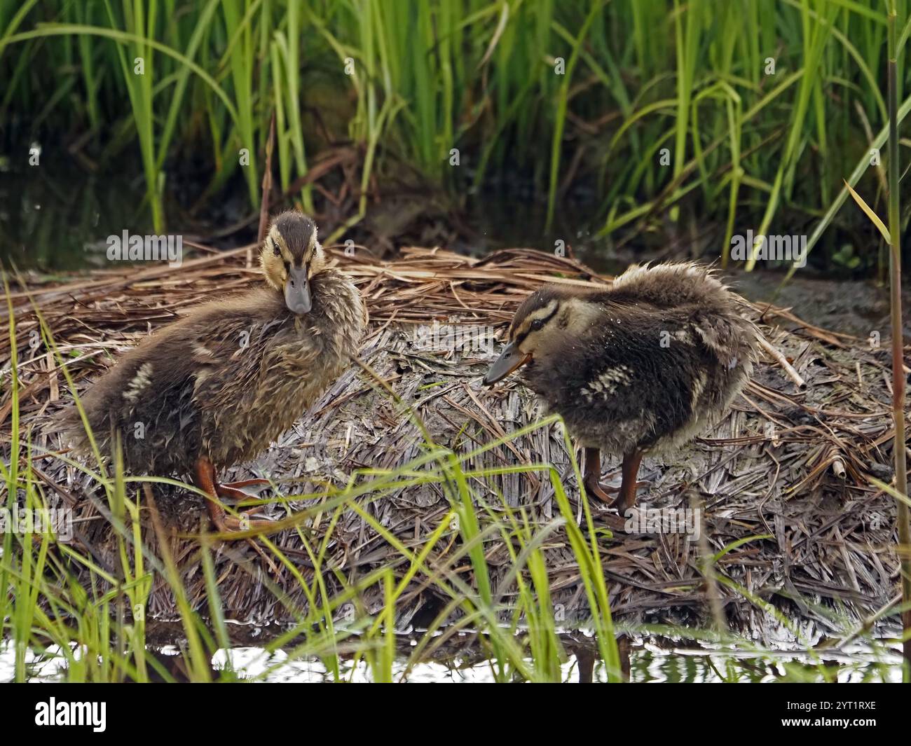 2 sibling mallard ducklings (Anas platyrhynchos) preening and ...