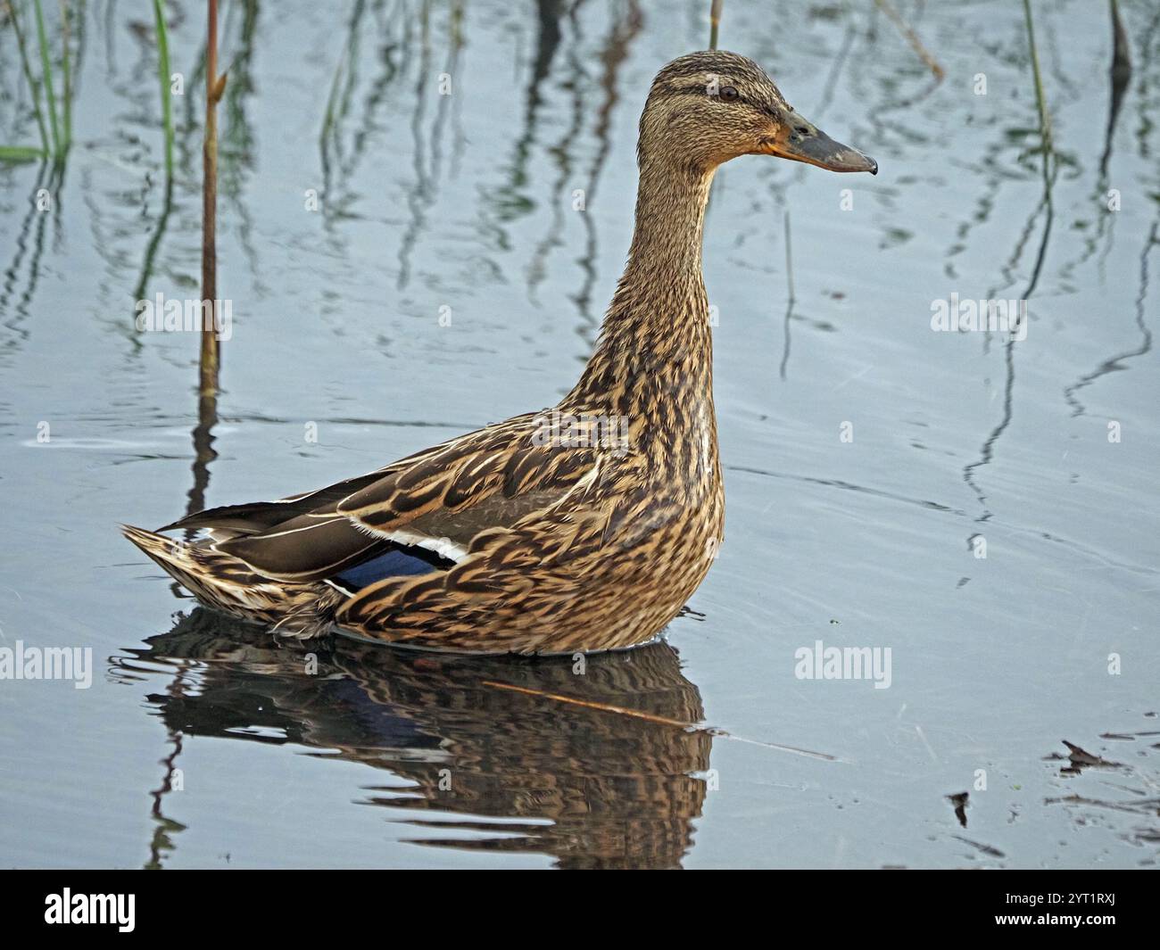 female mallard duck (Anas platyrhynchos) stretching out of the water at ...