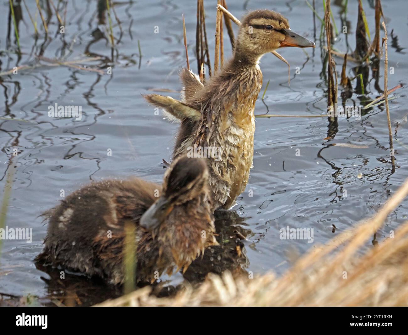 2 sibling mallard ducklings (Anas platyrhynchos) preening and ...