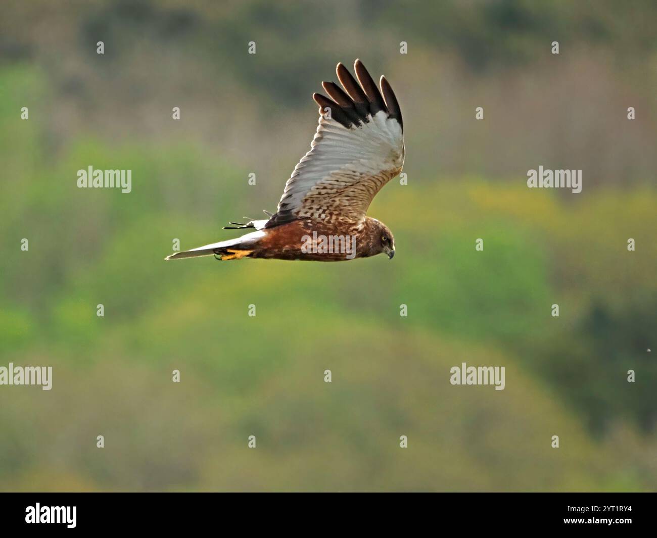 adult male Marsh harrier (Circus aeruginosus) hunting over Leighton ...