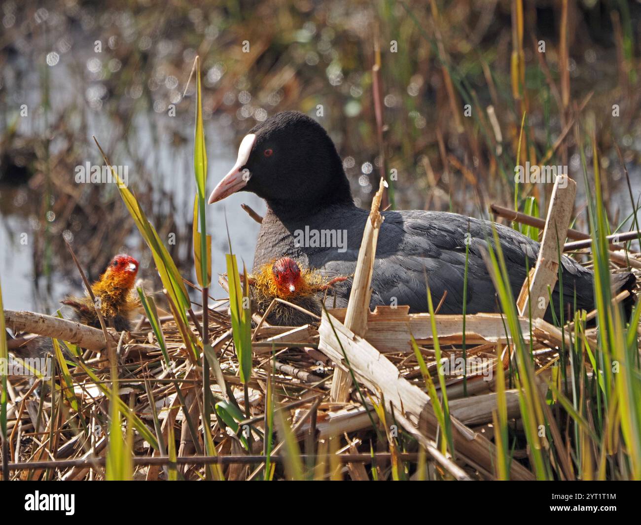 Bright red frontal shield hi-res stock photography and images - Alamy
