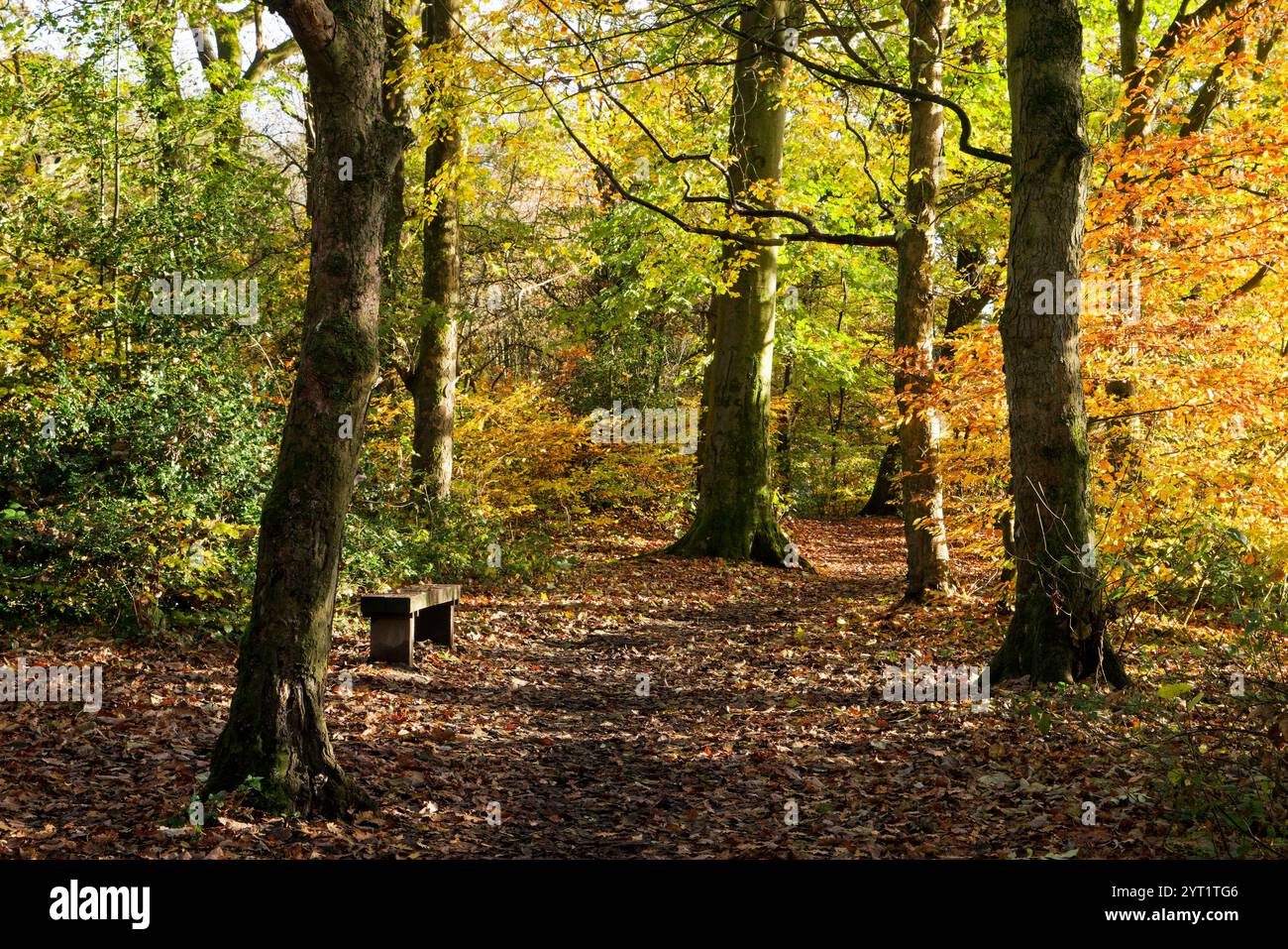 Autumn woodlands of Chesham Woods Nature Reserve, Bury, England Stock ...
