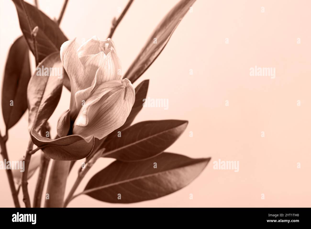 Stylish spring bouquet with branches and leaves of magnolia and ...