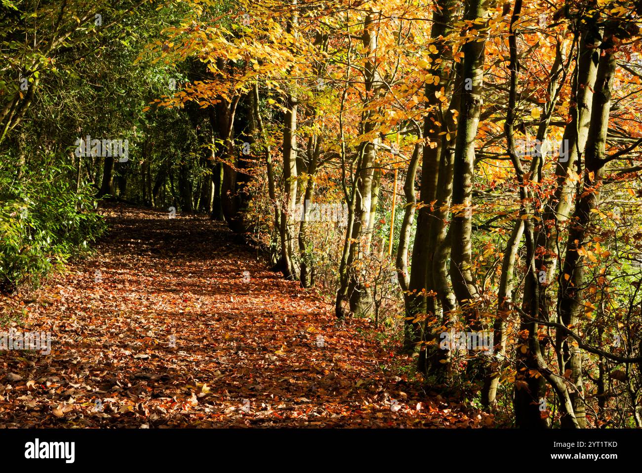 Autumn woodlands of Chesham Woods Nature Reserve, Bury, England Stock ...