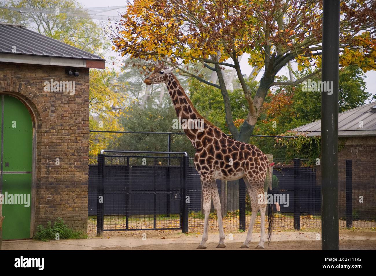 London zoo monkey hi-res stock photography and images - Alamy