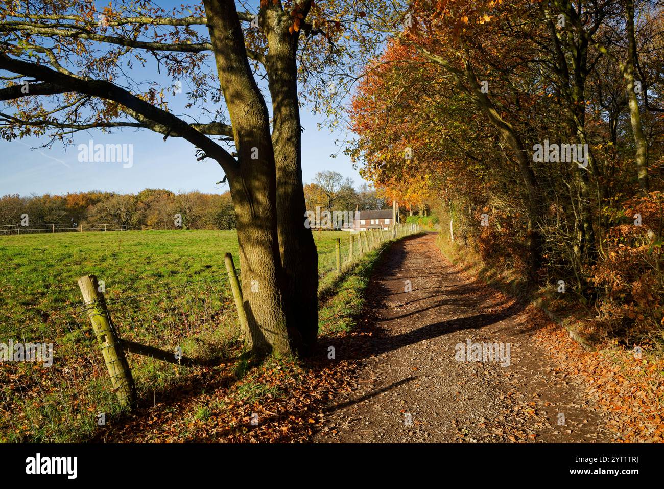 Wooded lane to Chesham Green, Bury, England Stock Photo - Alamy
