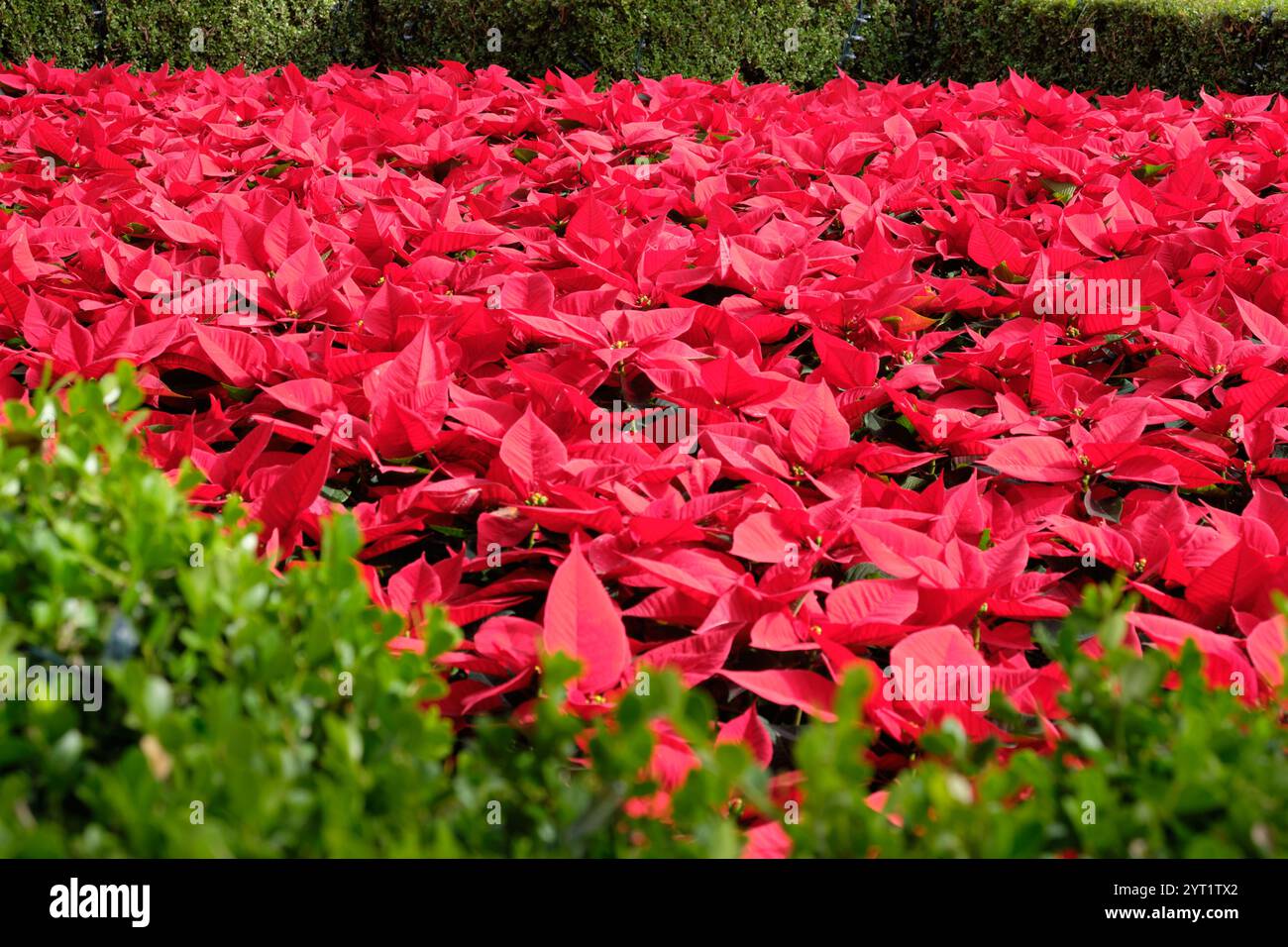 Poinsettia, Euphorbia pulcherrima. Typical Christmas plant planted ...
