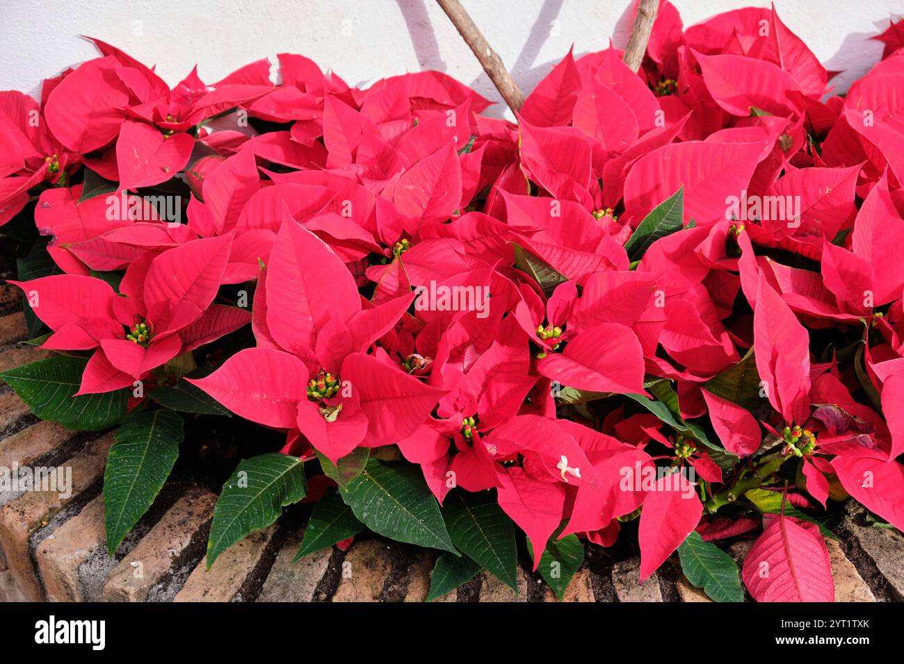 Poinsettia, Euphorbia pulcherrima. Typical Christmas plant planted ...