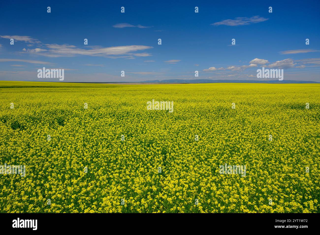 USA; Montana, Central Montana, Canola fields Stock Photo - Alamy