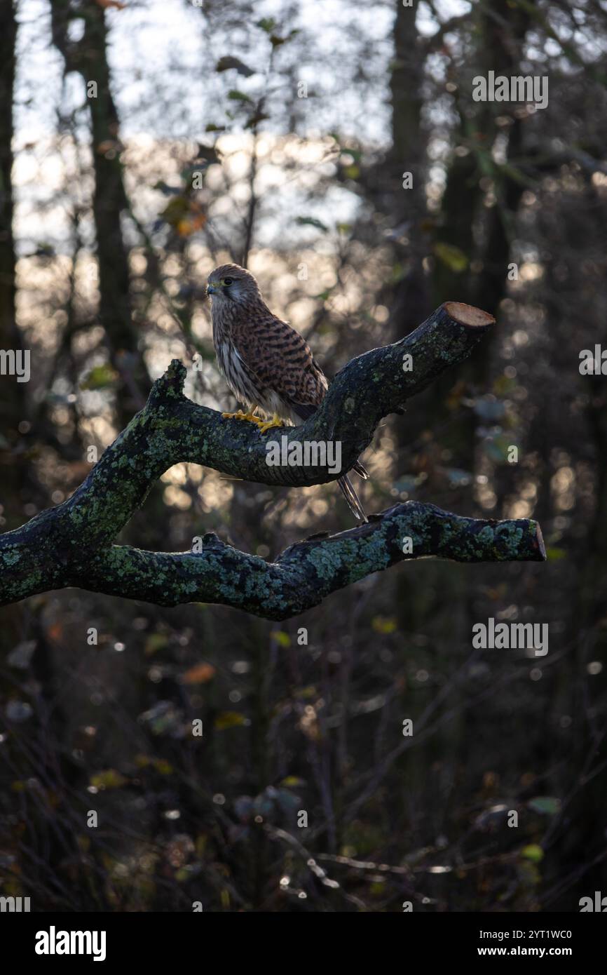 High up in trees hi-res stock photography and images - Alamy