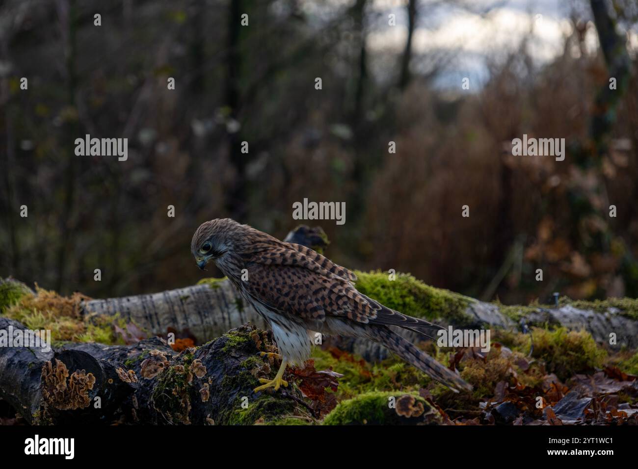 Common Kestrel Hunting For Prey Stock Photo - Alamy