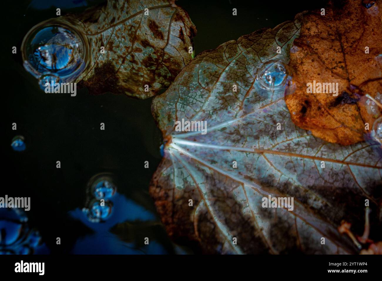 Autumn leaves in water and bubbles with reflection Stock Photo - Alamy