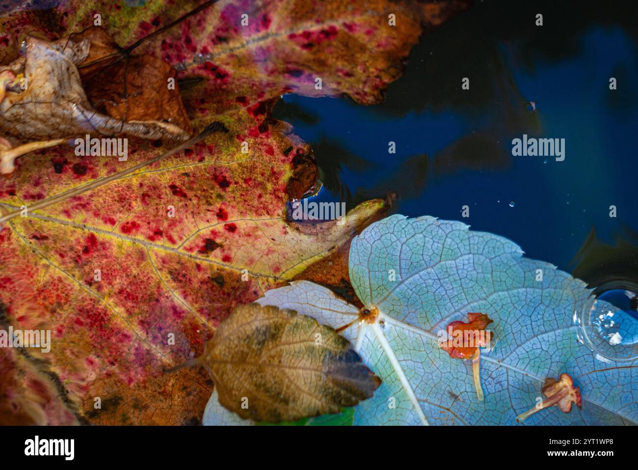 Autumn leaves in water and bubbles with reflection Stock Photo - Alamy