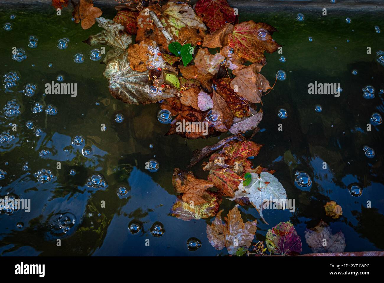 Autumn leaves in water and bubbles with reflection Stock Photo - Alamy