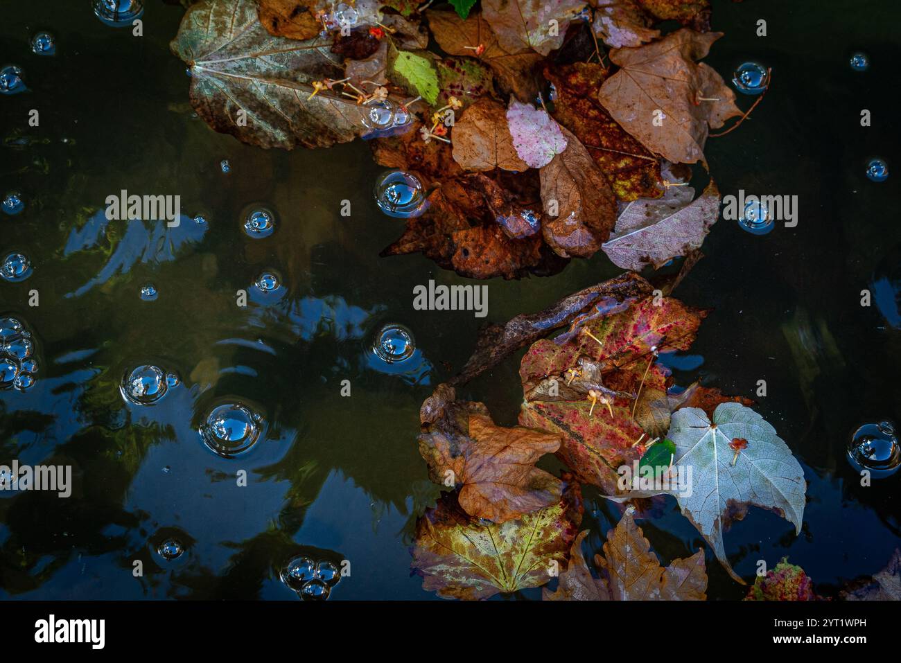 Autumn leaves in water and bubbles with reflection Stock Photo - Alamy