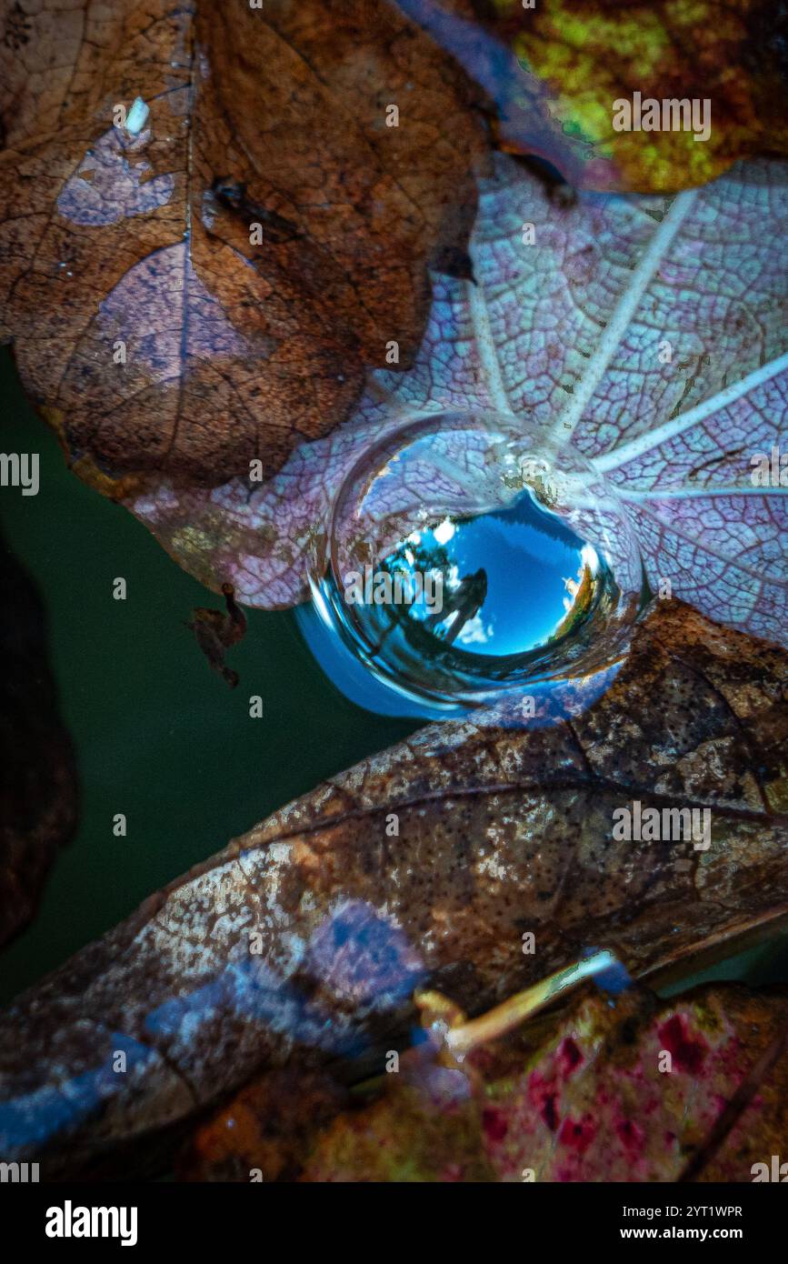 Autumn leaves in water and bubbles with reflection Stock Photo - Alamy